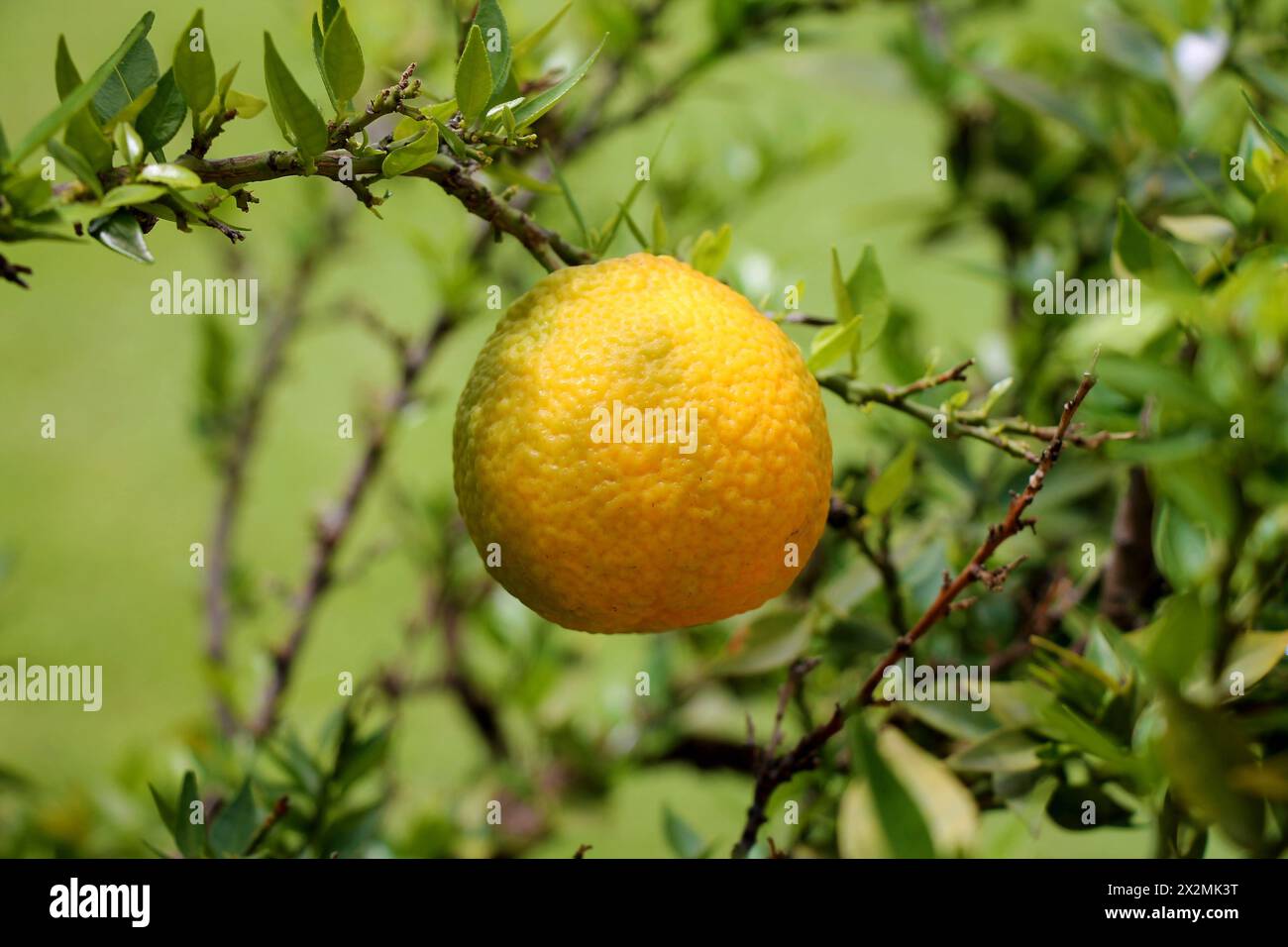 Poncirus trifoliata fruits growing in the garden close-up Stock Photo ...