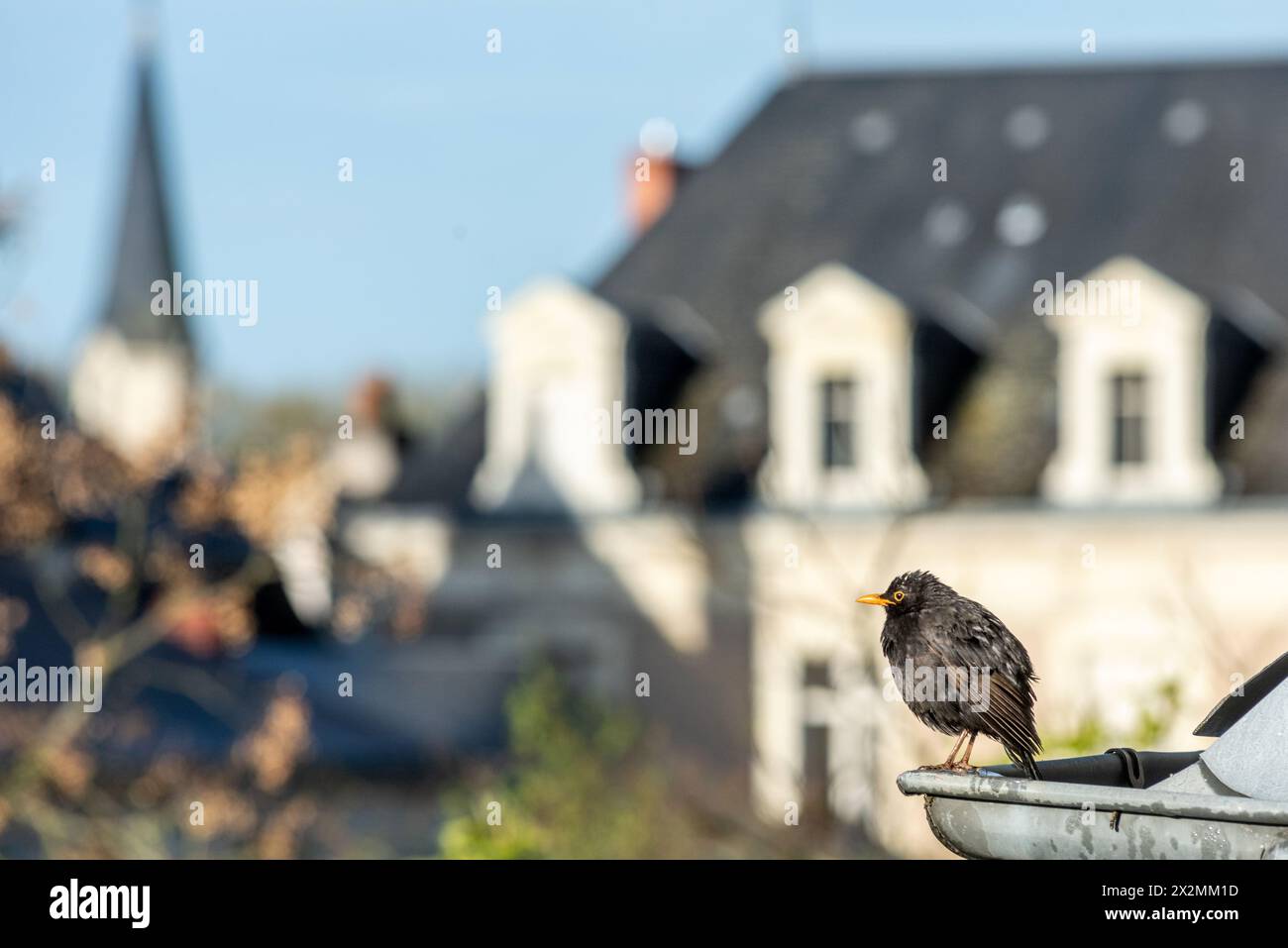 Chinon, April 10th 2024: Blackbird looking out from a gutter Stock ...