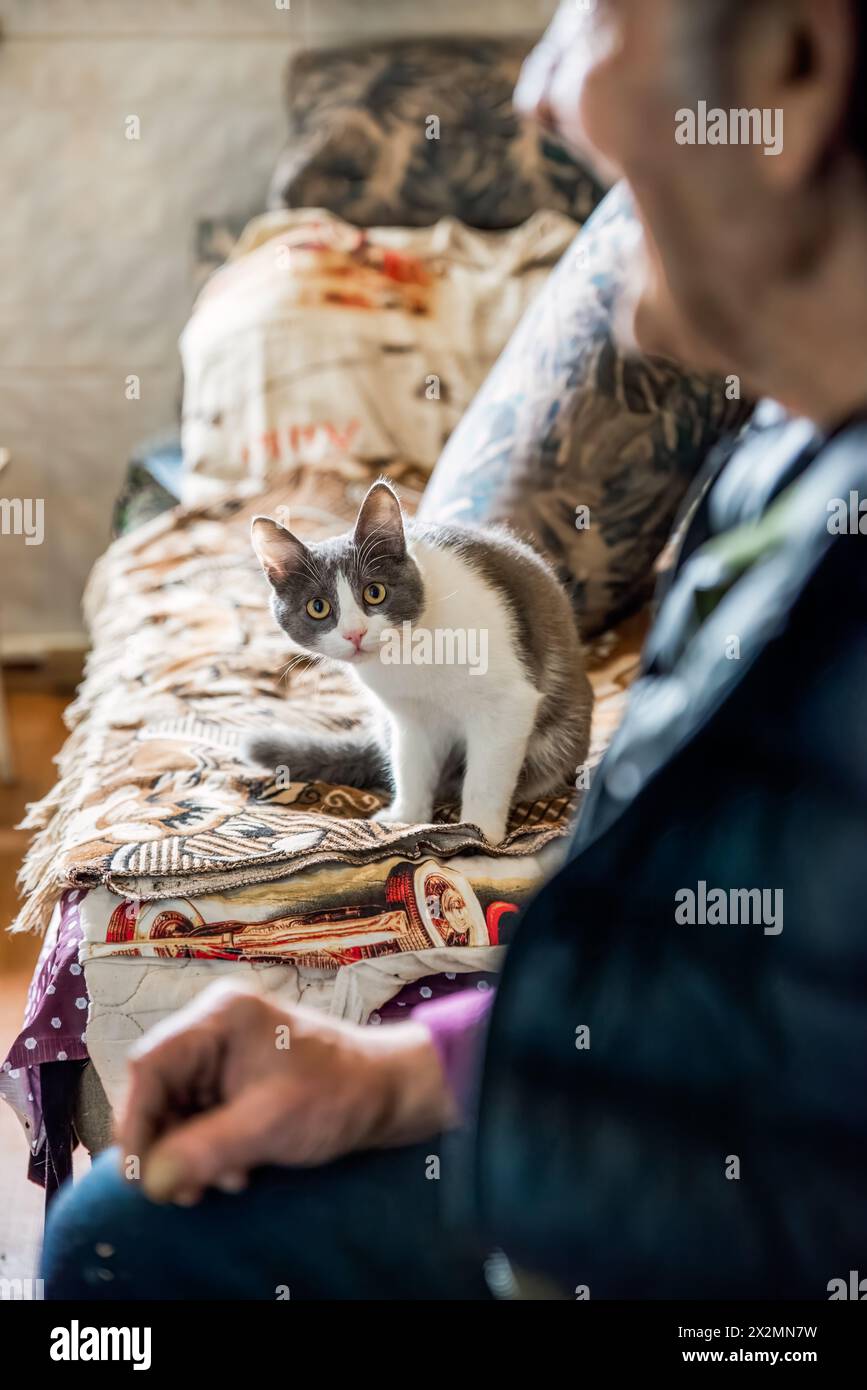 Young gray cat with yellow eyes looking in the camera and sitting with ...