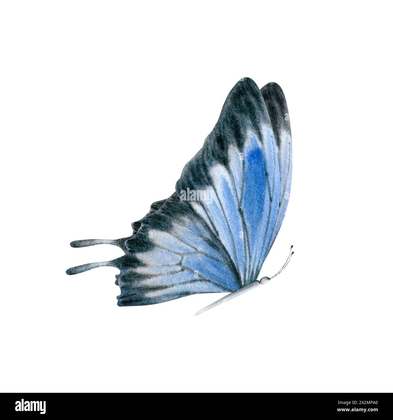 Elegant realistic butterfly in blue and black colors. Australian ...
