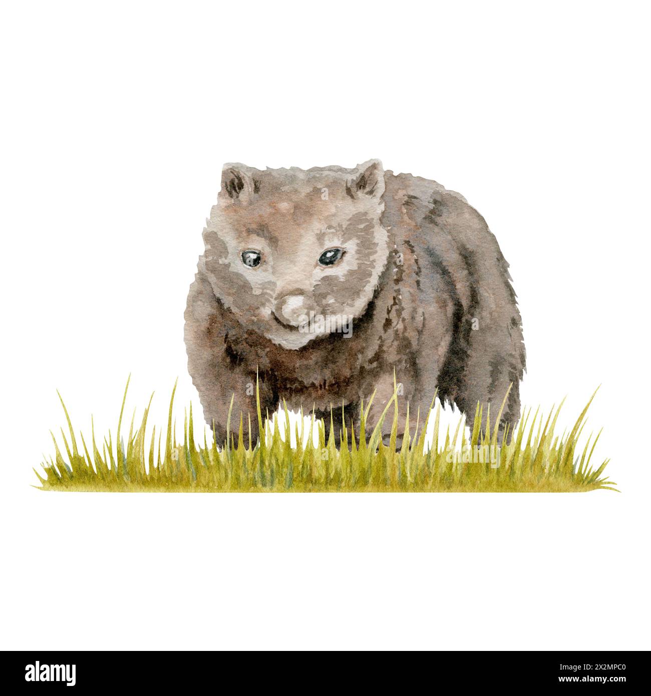 Wombat on a strip of grass composition. Watercolor illustration ...