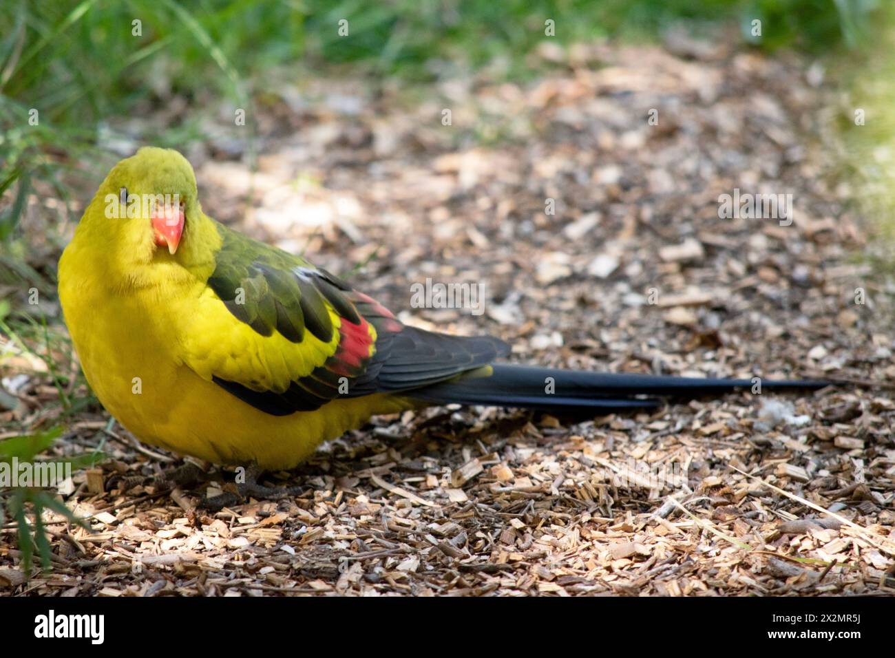 The female regent parrot is all light green. It has yellow shoulder ...
