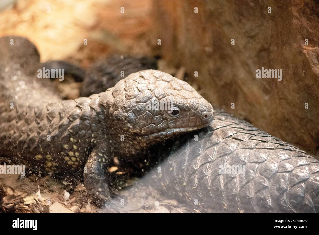 The Shingleback has a very large head, a very short blunt tail, short ...