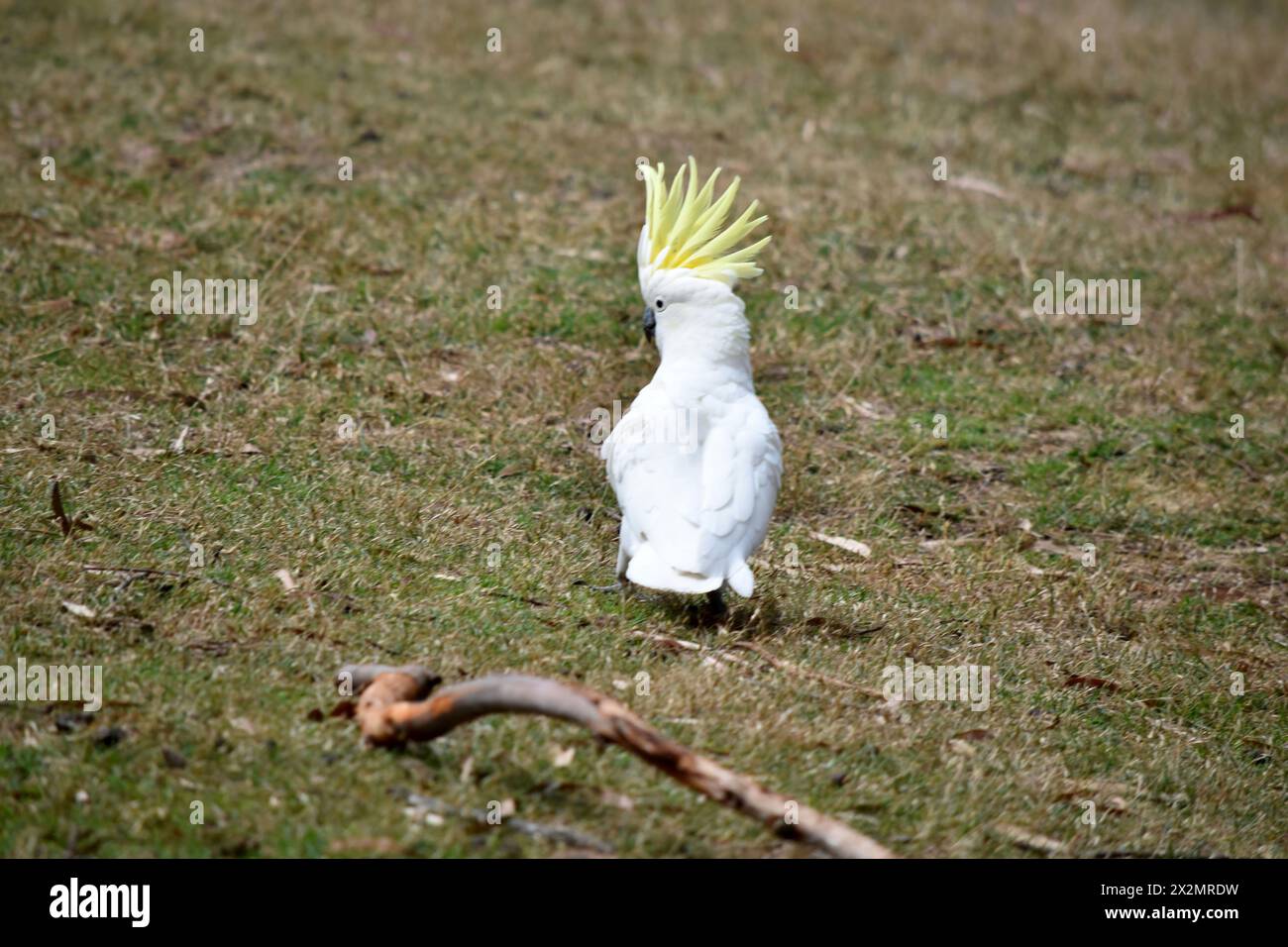 The sulphur crested cockatoo is a white bird with a yellow crest Stock ...