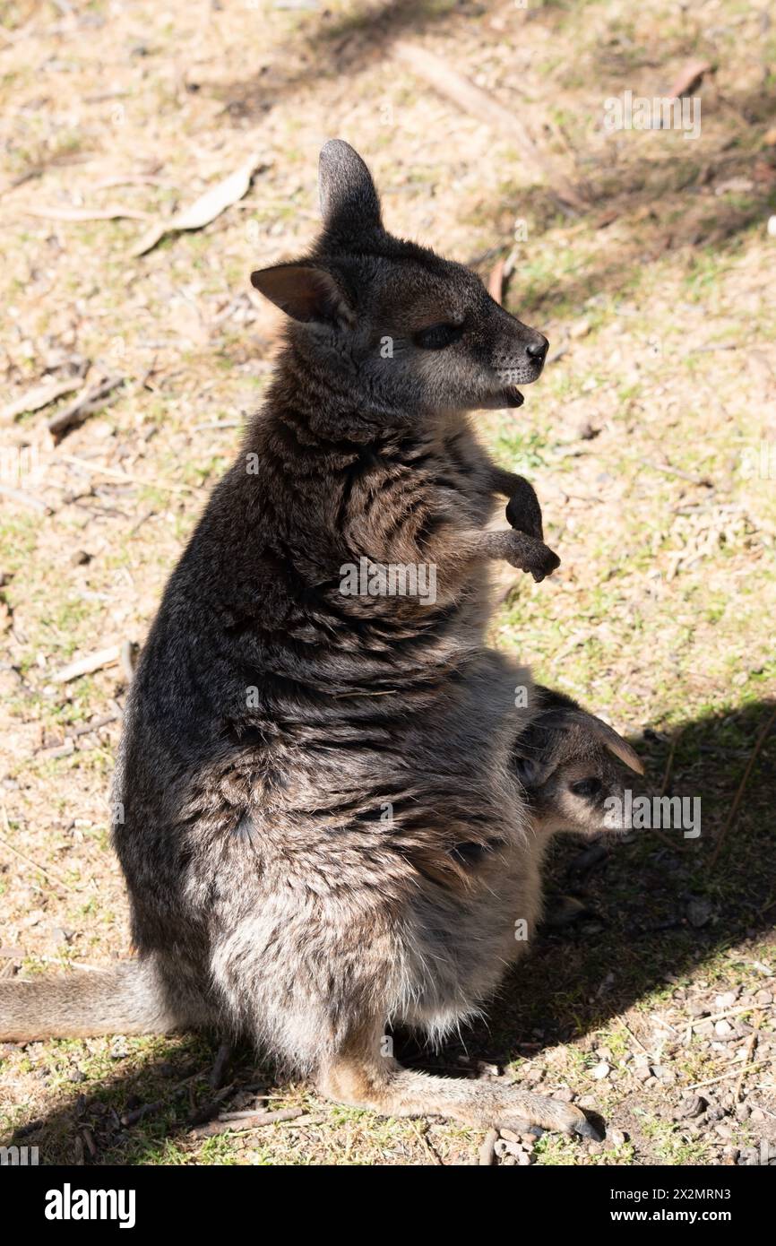 The tammar wallaby has dark greyish upperparts with a paler underside ...
