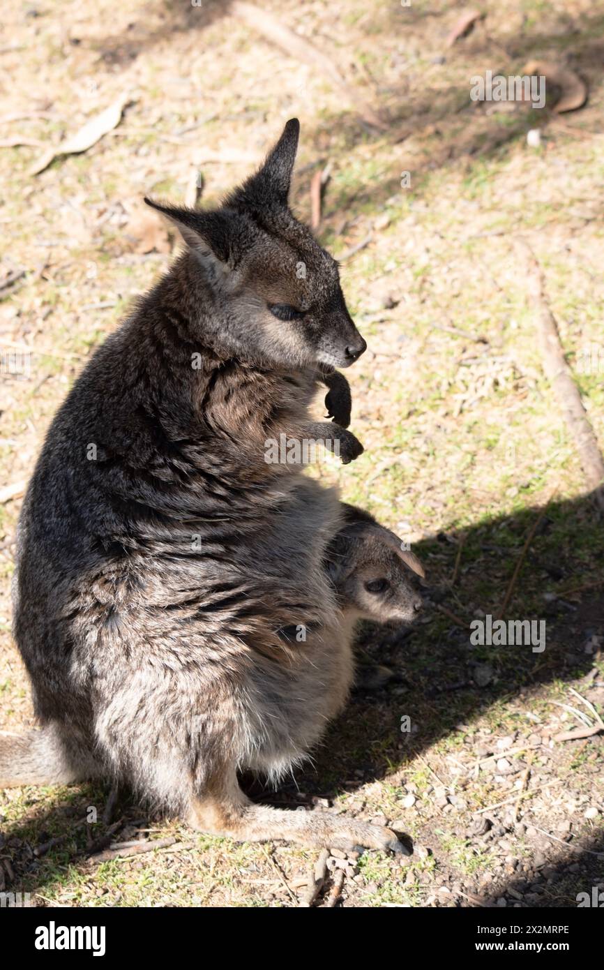 The tammar wallaby has dark greyish upperparts with a paler underside ...
