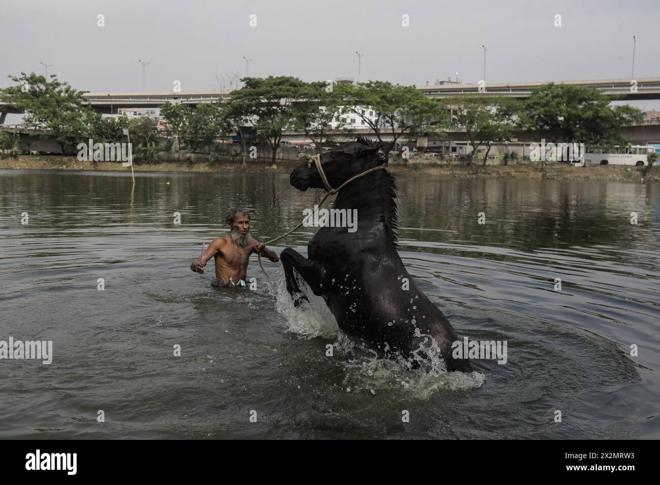 April 23, 2024: A horse plays with his owner in a lake to cool off from ...