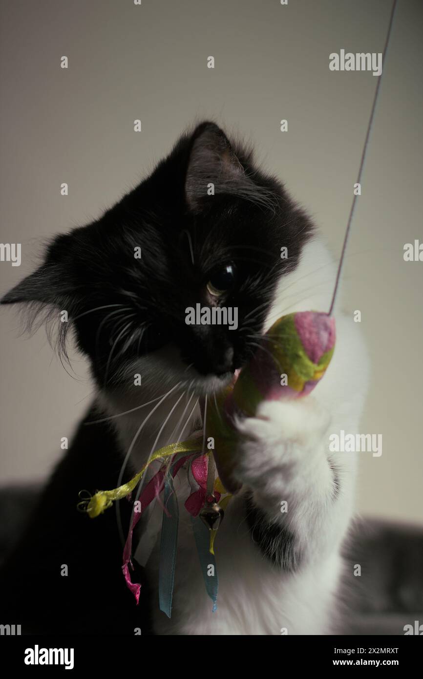 Long/Medium haired 8 month old young cat/kitten studio portrait playing ...