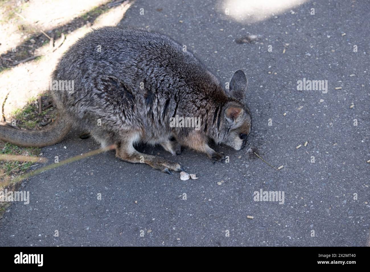 “Tammar Wallaby”, Wallaby, Face, Kangaroo, Marsupial, Endangered ...