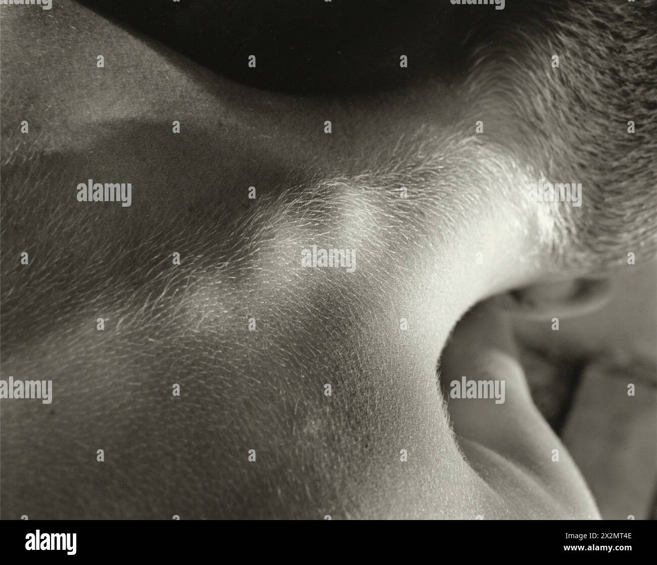 Blonde Body Hair Blonde Body Hair Blonde body hair on a male neck and ...