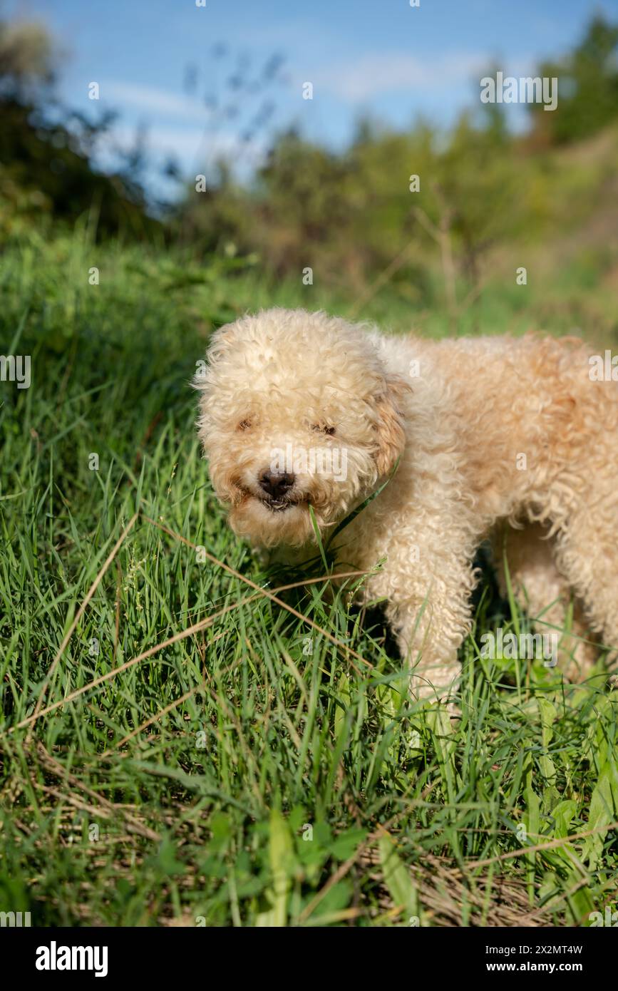 truffle dogs, jack russell terrier, tartufo, truffle hunters, dogs, dog ...