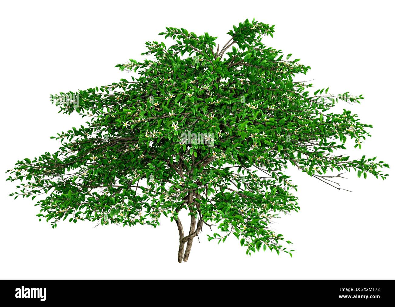 3D rendering of a blooming lemon tree isolated on white background ...