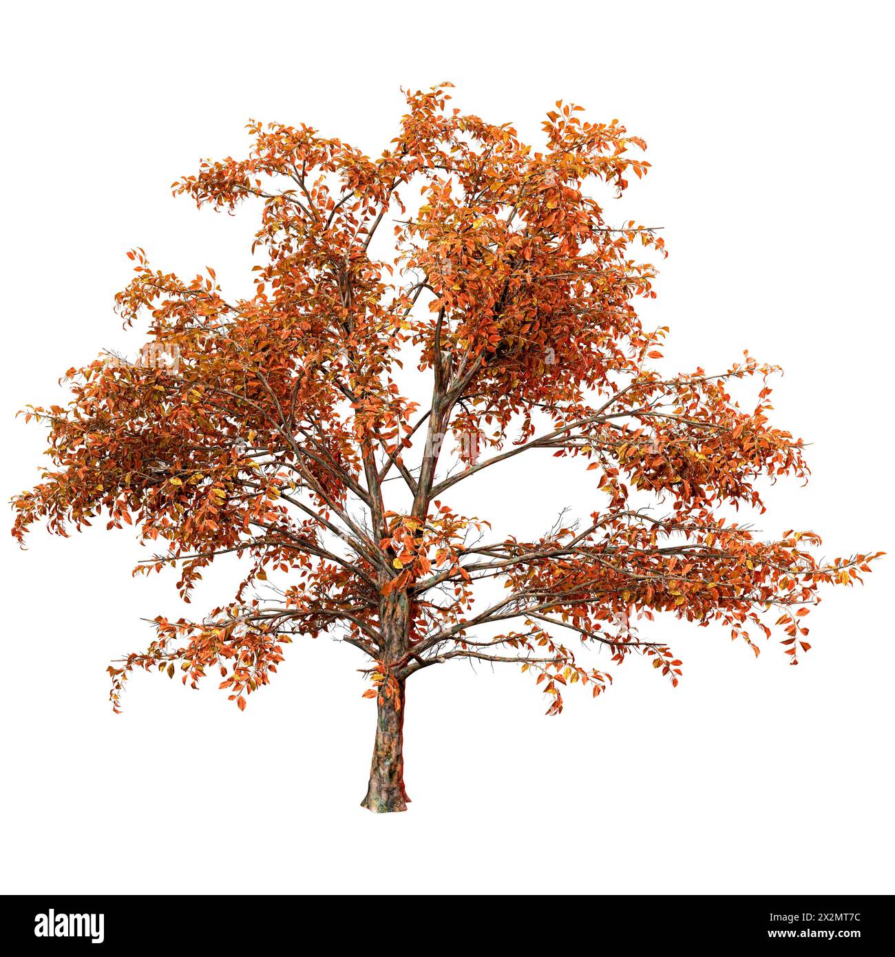 Japanese stewartia Cut Out Stock Images & Pictures - Alamy