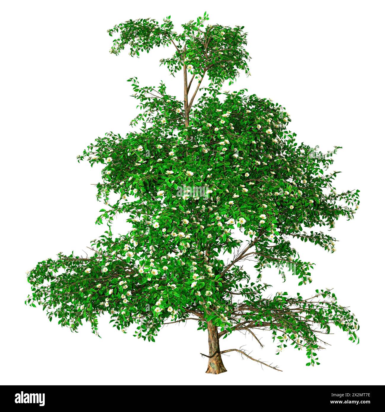 3D rendering of a blooming stewartia tree isolated on white background ...