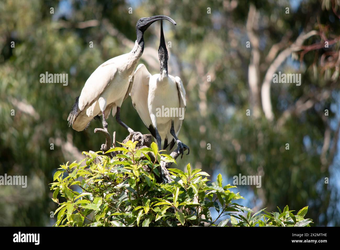 the white ibis is feeding her chick Stock Photo - Alamy
