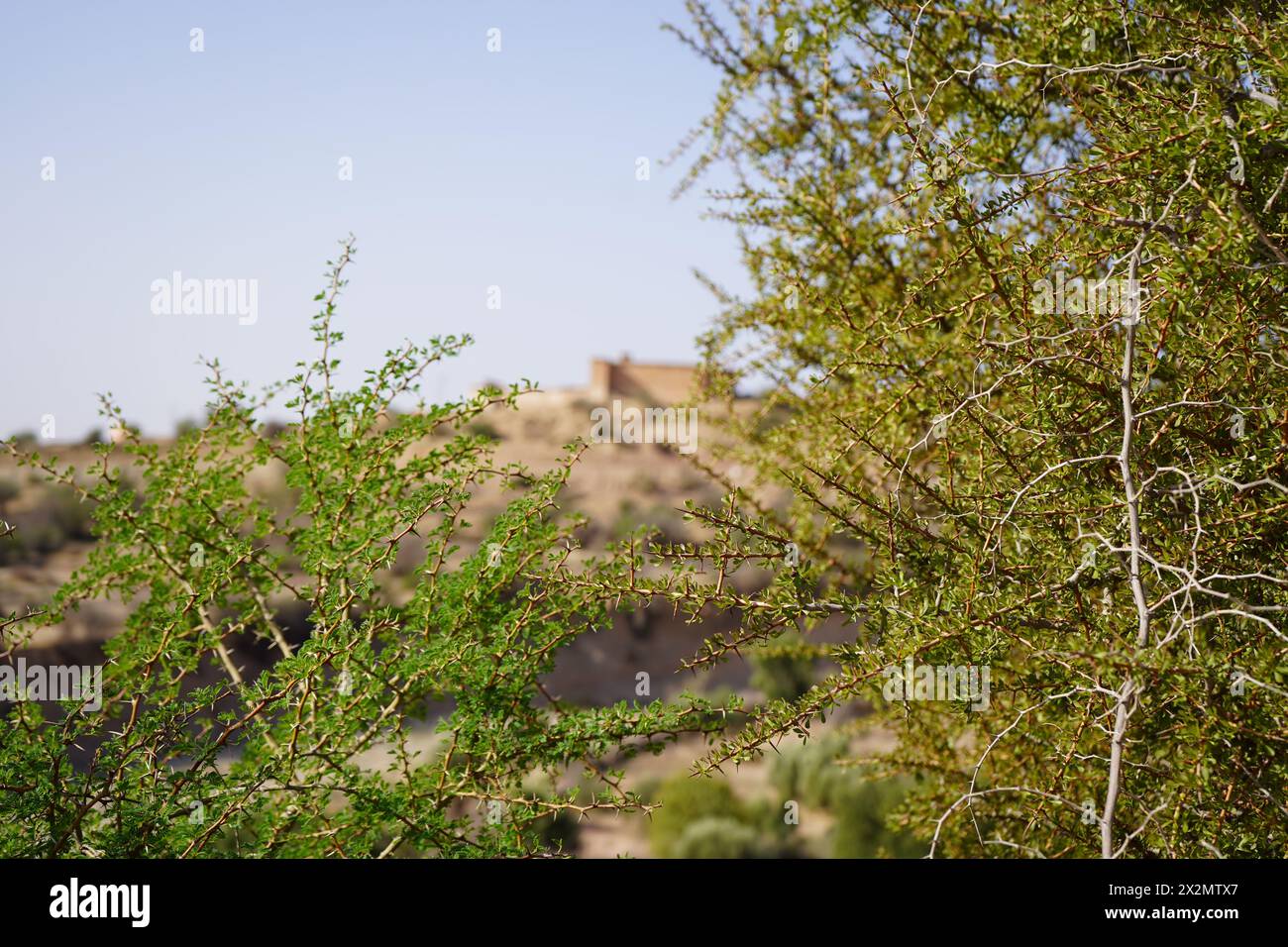 Argan trees in Morocco's mountains on a hot day Stock Photo - Alamy