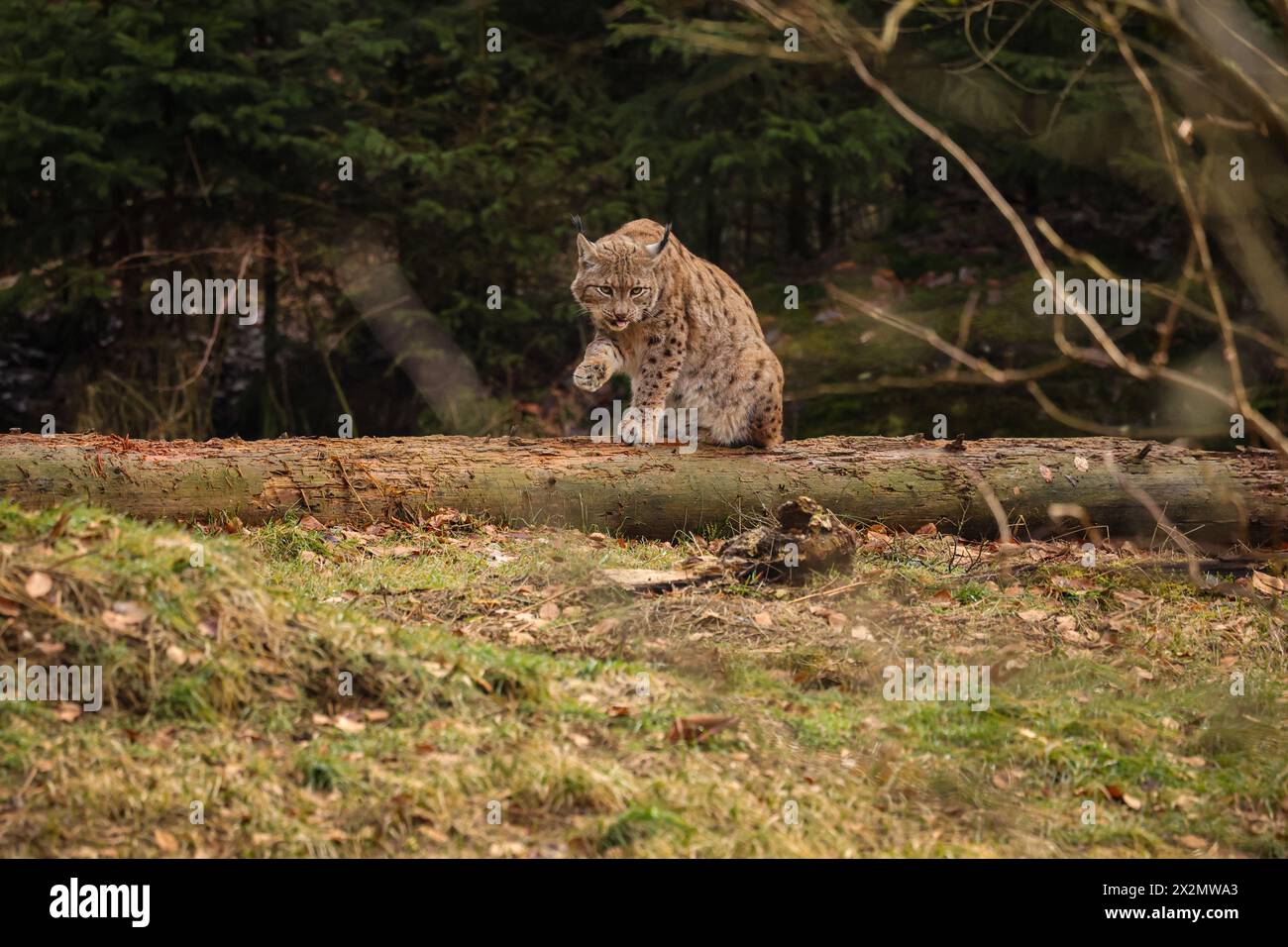 Eurasian lynx in the nature habitat. Beautiful and charismatic animal ...