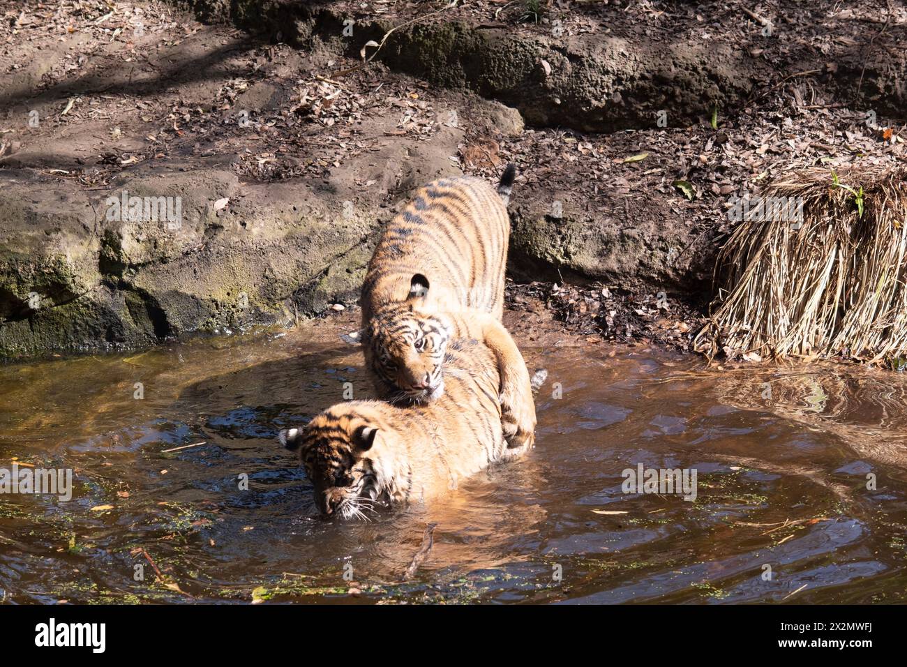Young tigers have a coat of golden fur with dark stripes, the tiger is ...