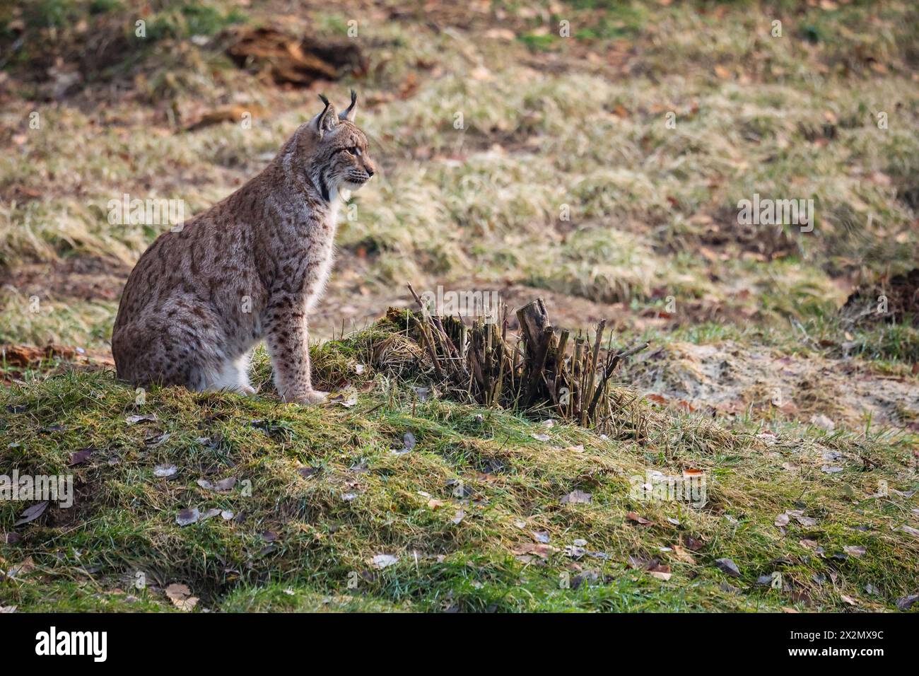 Eurasian lynx in the nature habitat. Beautiful and charismatic animal ...