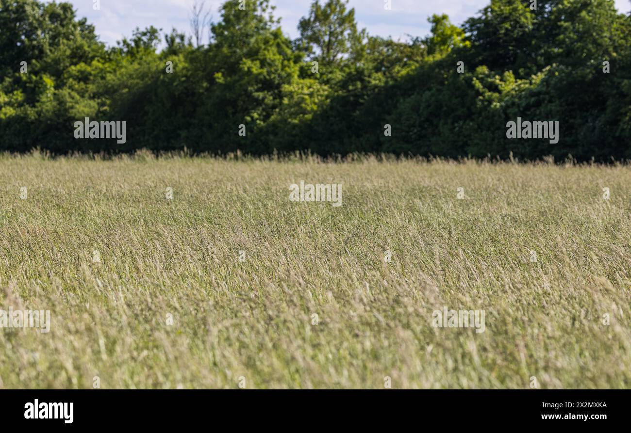 Allergische menschen hi-res stock photography and images - Alamy