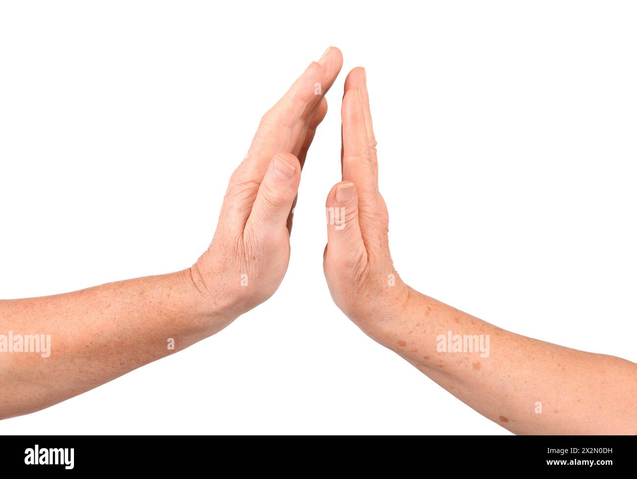 senior palm close up to other palm, isolated, white Stock Photo - Alamy