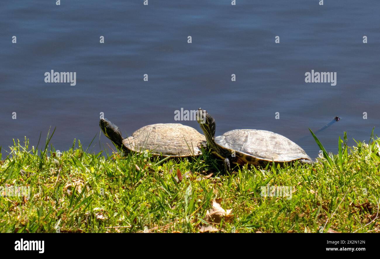 Eastern box turtles are everywhere at the Yates Mill County Park in ...
