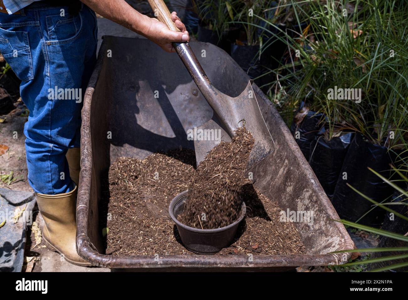 Latin American senior man in his backyard shovels compost soil into his ...