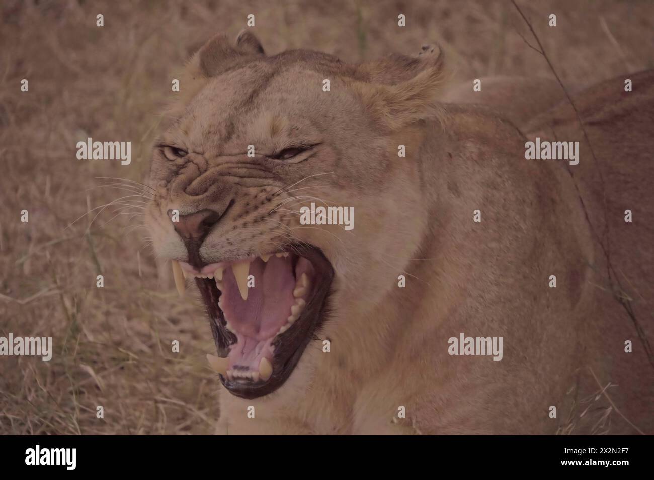 The roaring lion hi-res stock photography and images - Alamy