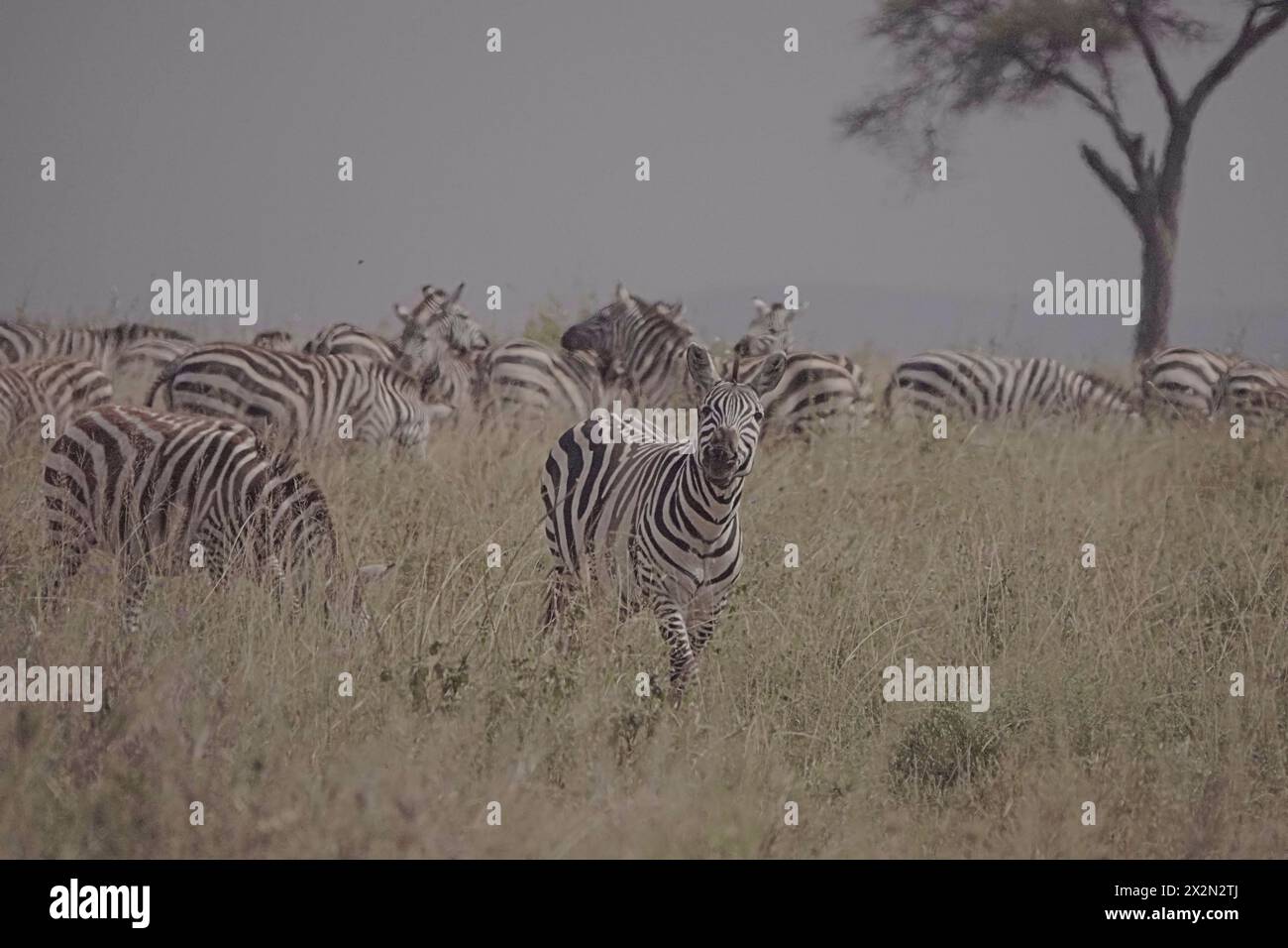 Calm zebra hi-res stock photography and images - Alamy