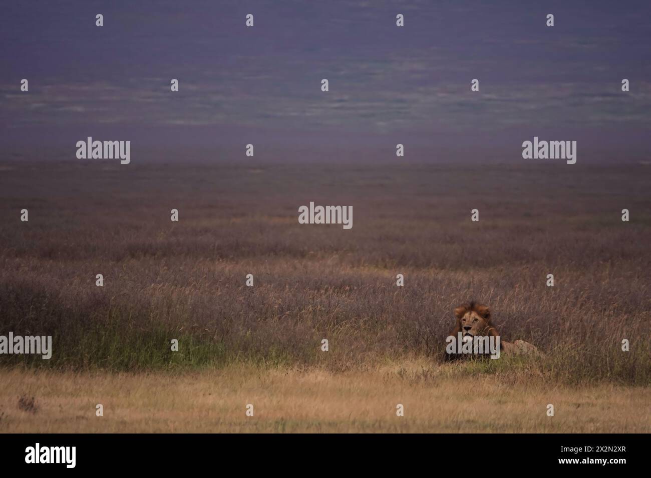Large Male Lion Relaxing Stock Photo - Alamy