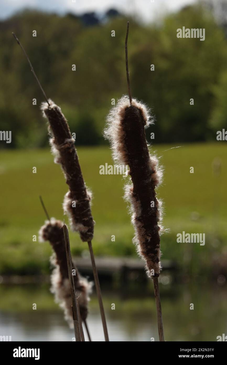 Wetlands lake bulrush typha hi-res stock photography and images - Alamy