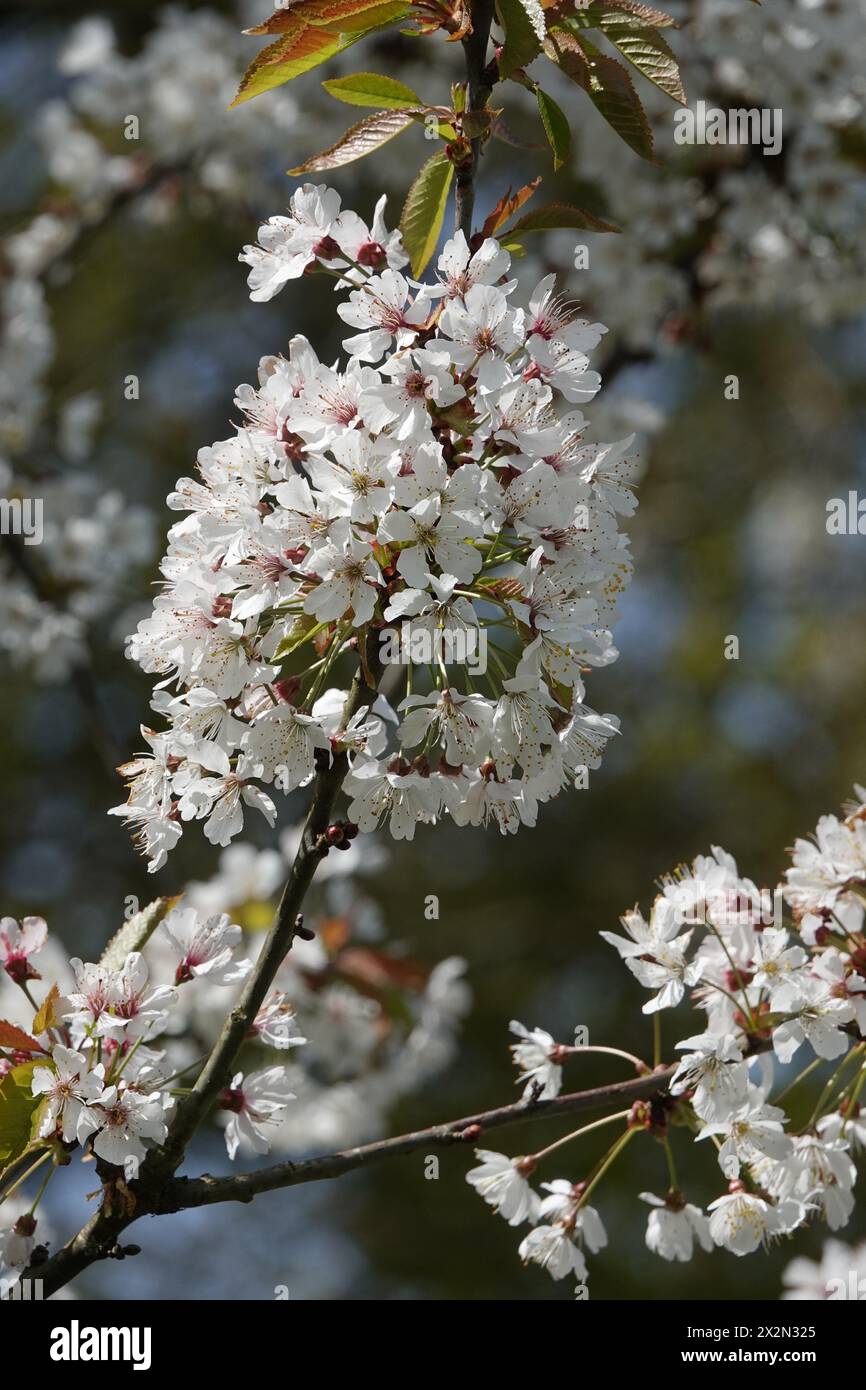 Spring UK, Vibrant Cherry Blossom Stock Photo - Alamy