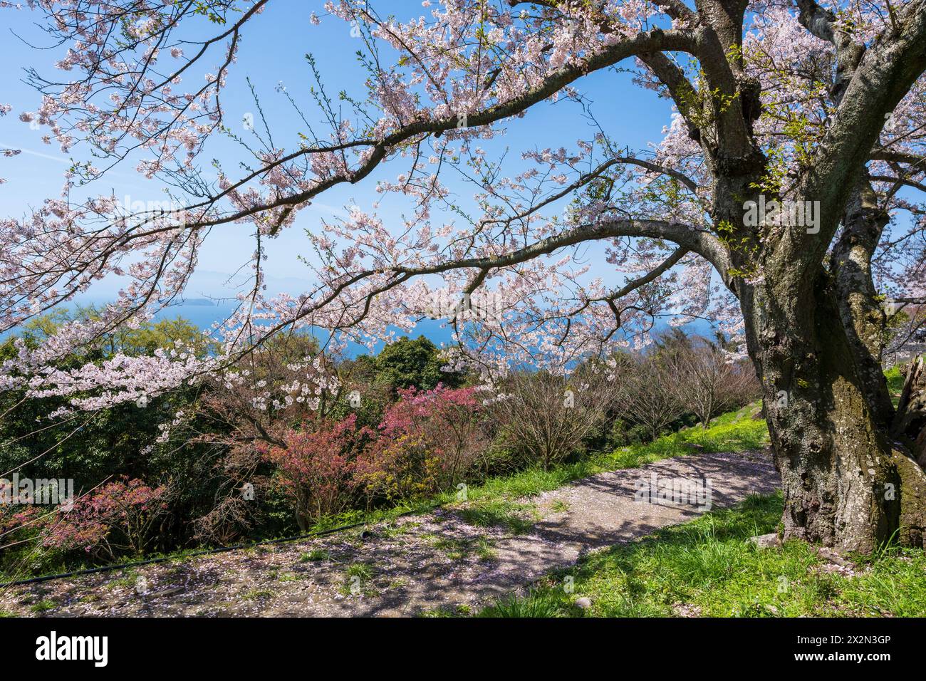 Mt. Shiude (Shiudeyama) mountaintop cherry blossoms full bloom in the ...