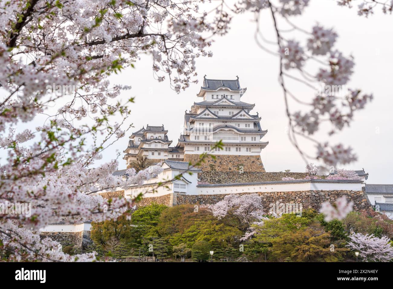 Himeji castle cherry blossom sunset hi-res stock photography and images ...