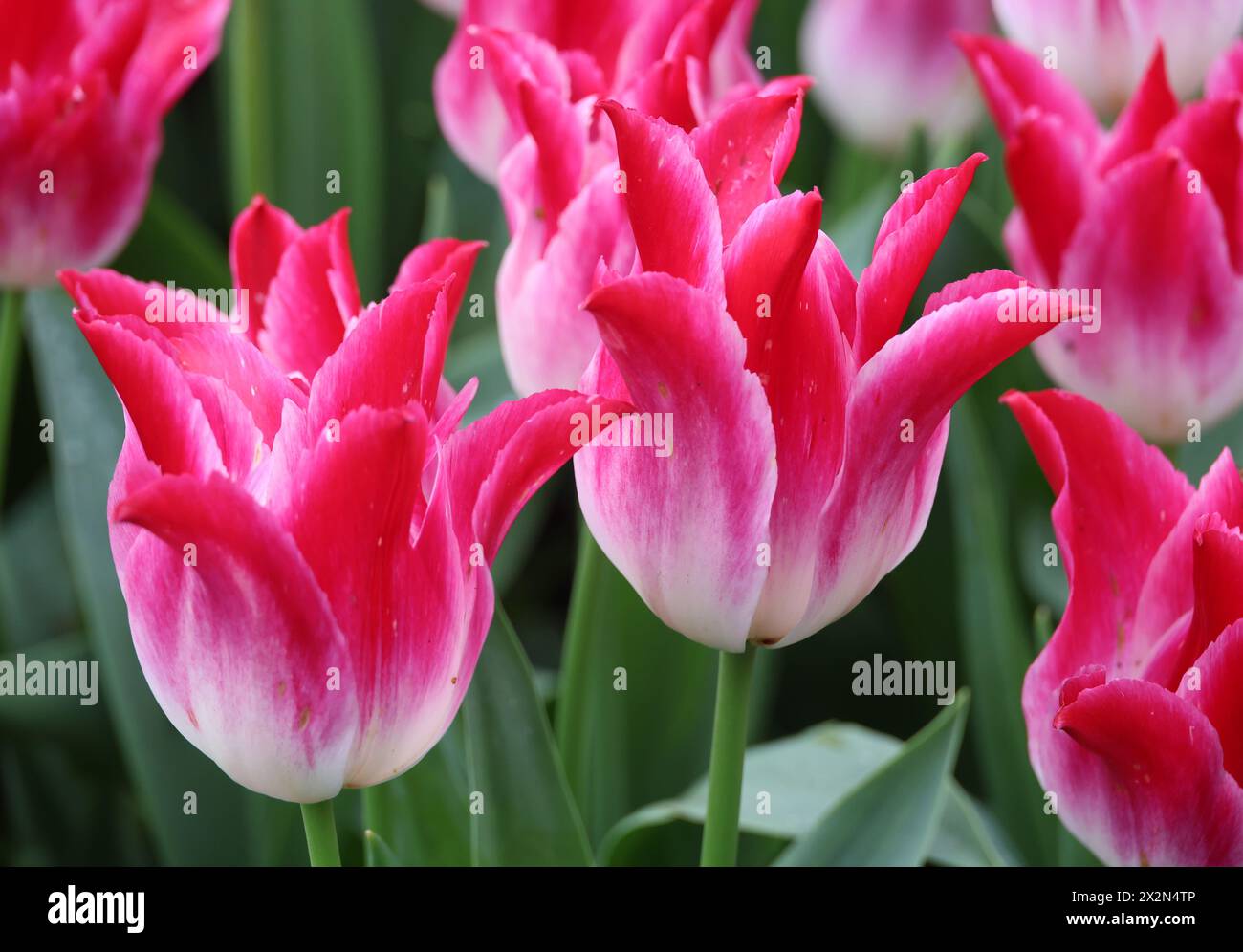 Tulip 'Whispering Dream' at Keukenhof Tulip Gardens 'BOLLENSTREEK' near ...