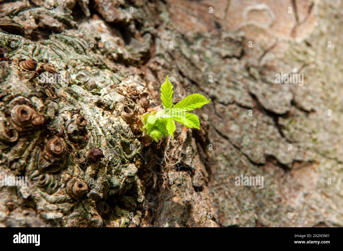 New growth shoots on an ancient Horse Chestnut tree, The gardens at ...