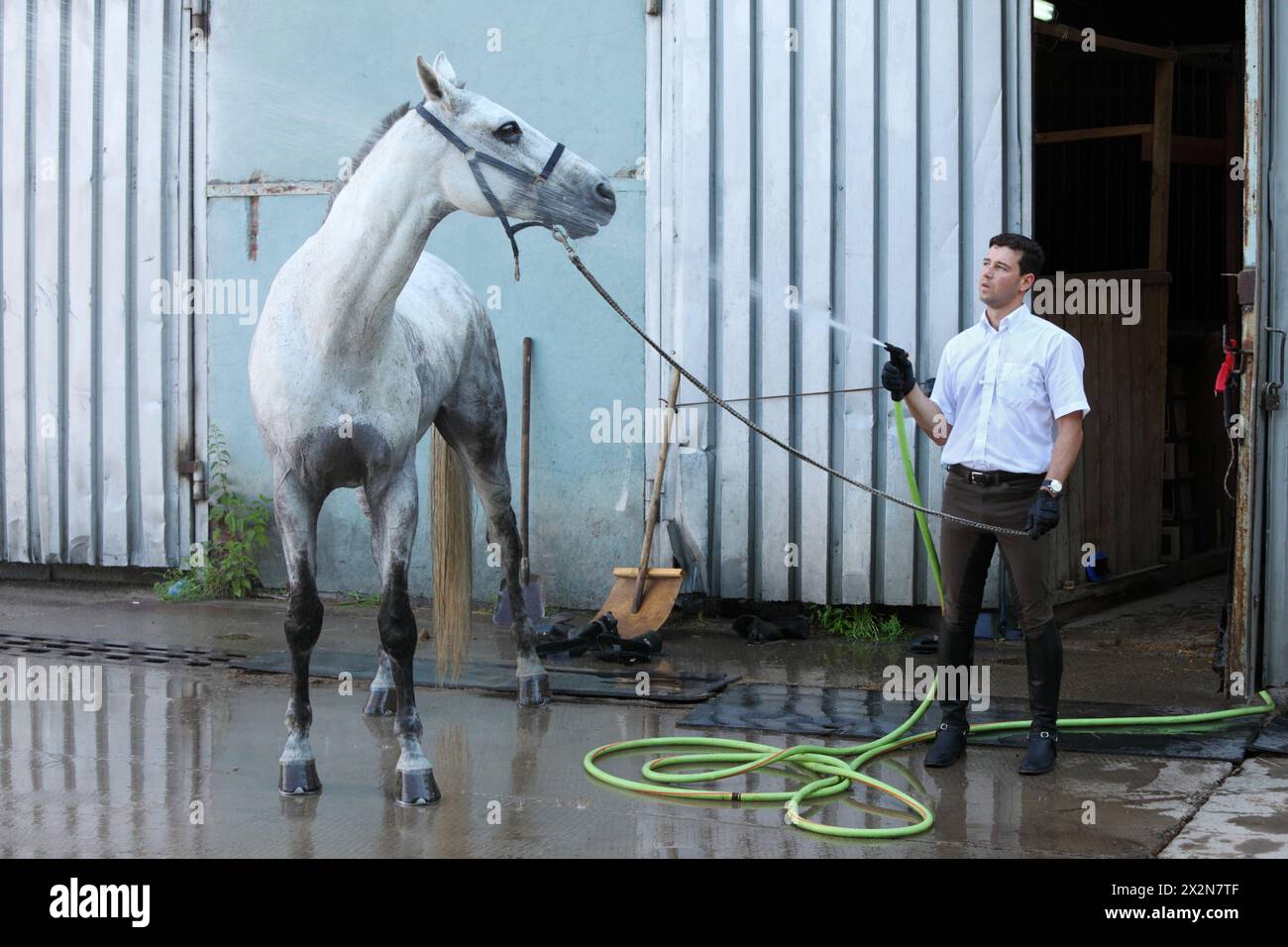 jockey wash horse from hose near stable Stock Photo - Alamy