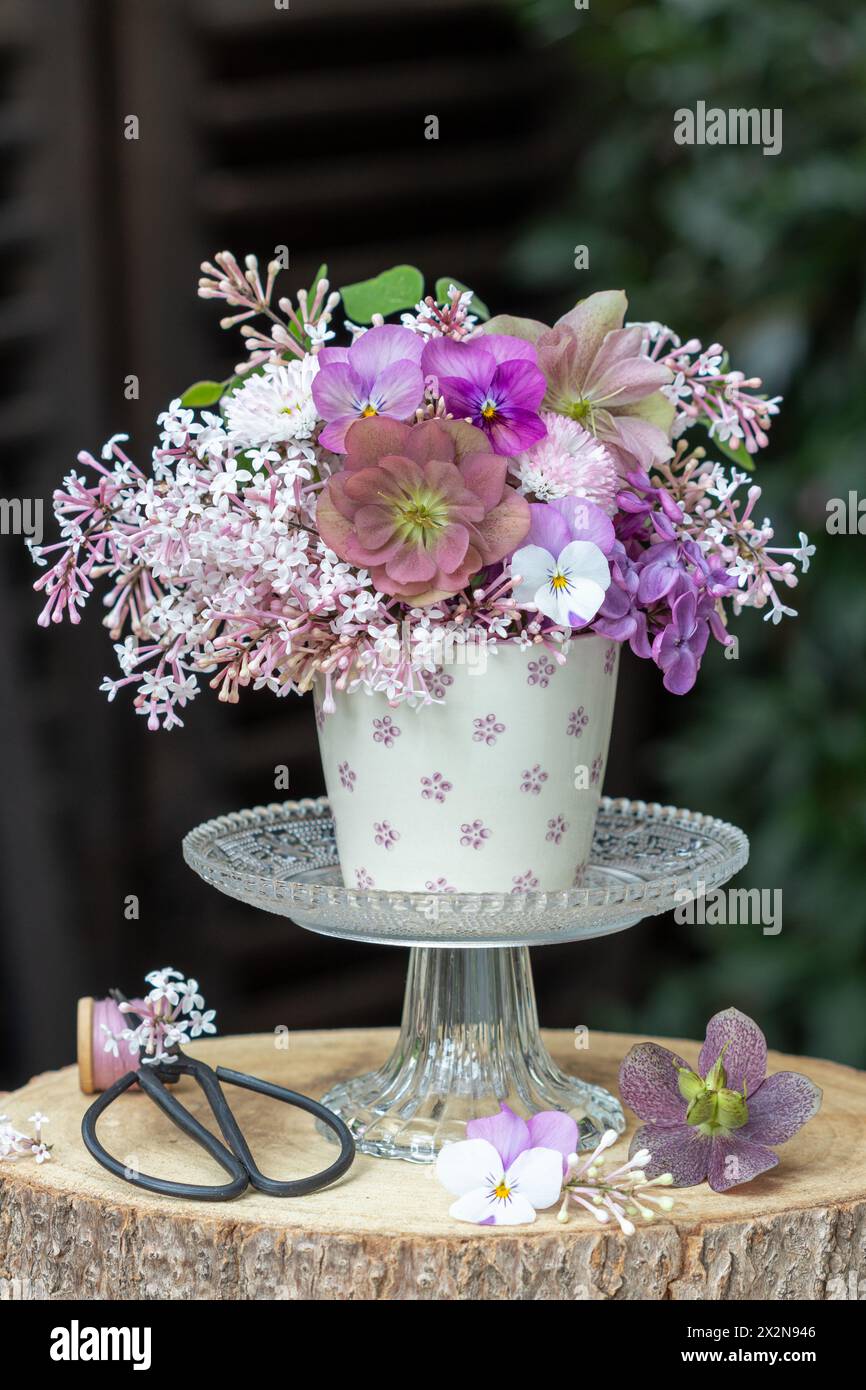 Lenten roses hi-res stock photography and images - Alamy