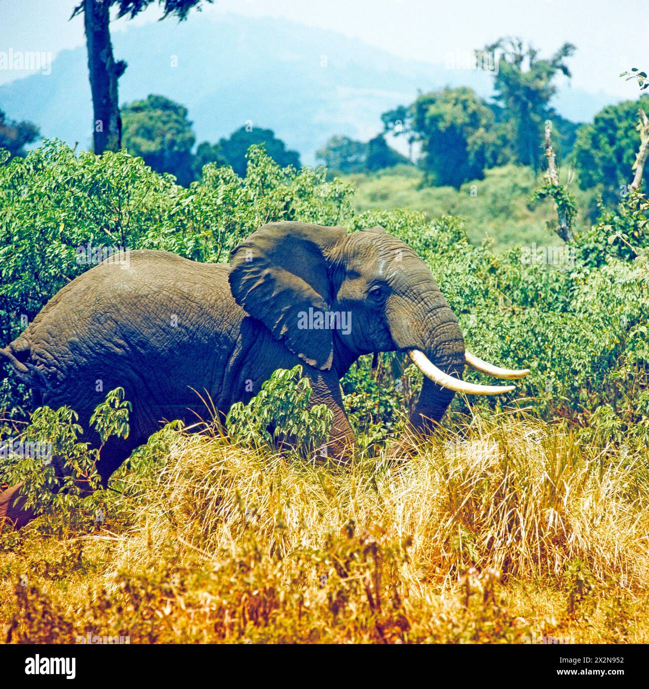 Afrikanischer Elefantenbulle im Hochland der Riesenkraters Ngorongoro ...