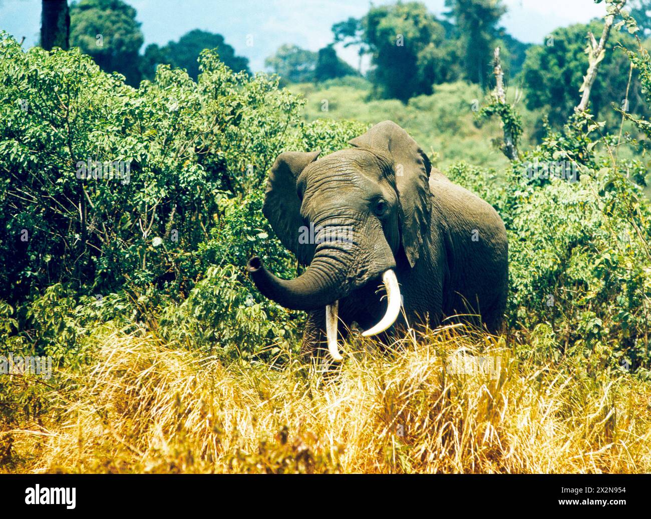 Ngorongoro hochland hi-res stock photography and images - Alamy
