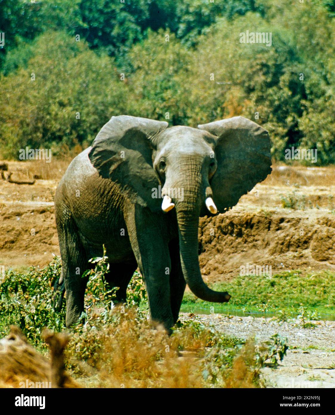 Afrikanischer Elefantenbulle, auch Steppenelefant, zieht durch den ...