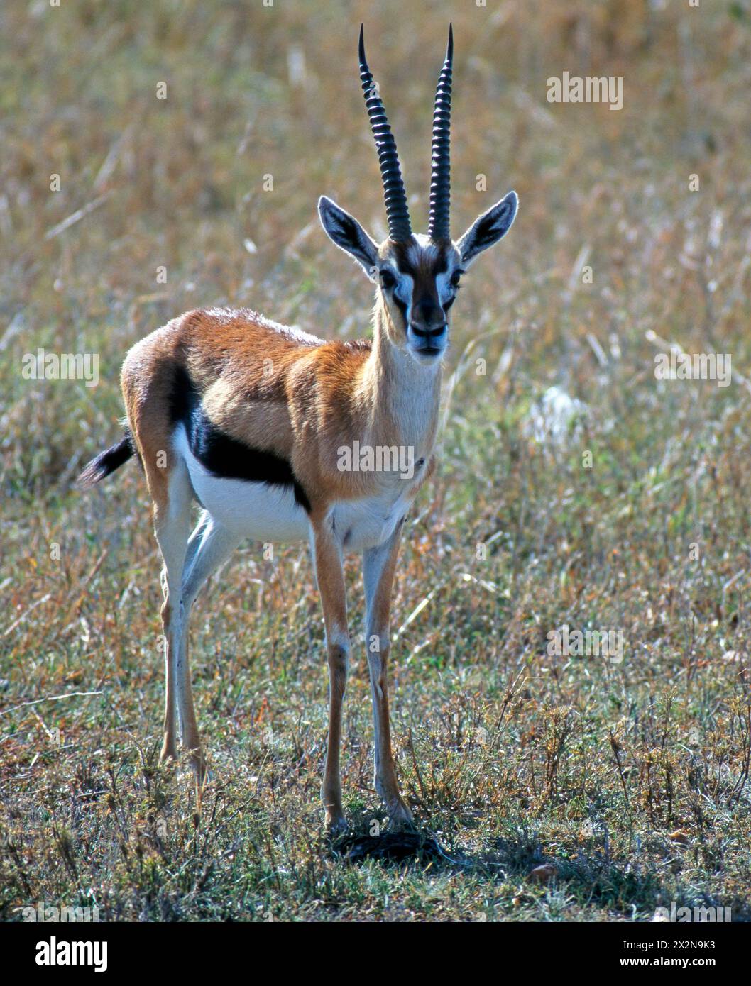 Stalking predators hi-res stock photography and images - Alamy