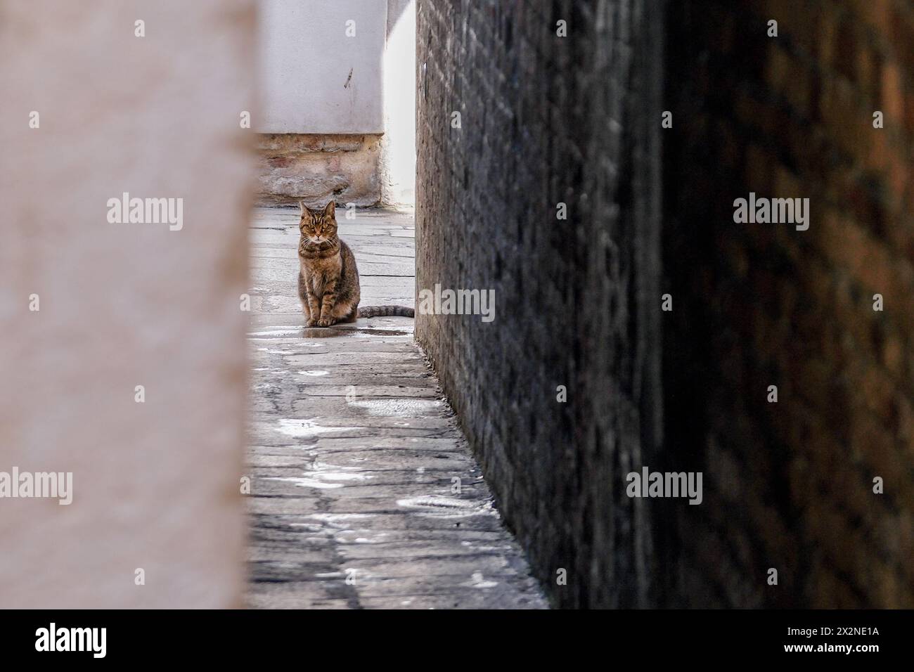 The cats of Venice Stock Photo - Alamy
