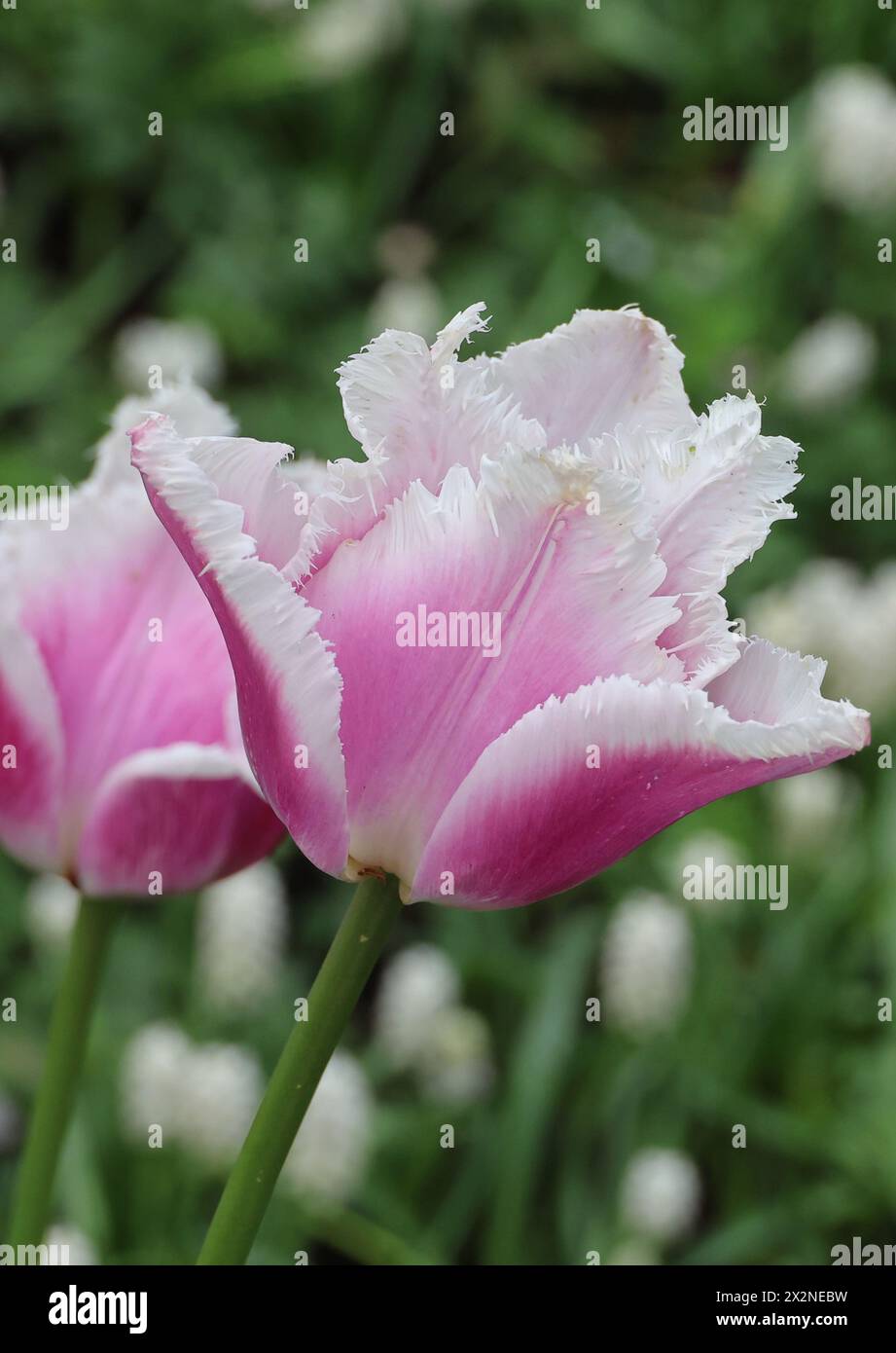 Tulip 'Siesta' at Keukenhof Tulip Gardens 'BOLLENSTREEK' near Amsterdam ...