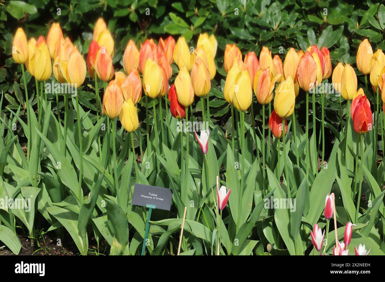 Tulip 'Rhapsody of Smiles' at Keukenhof Tulip Gardens 'BOLLENSTREEK ...