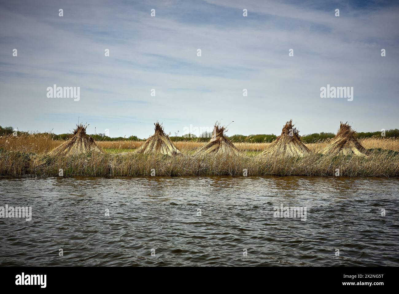 Reed Stacks on the Norfolk Broads Stock Photo - Alamy