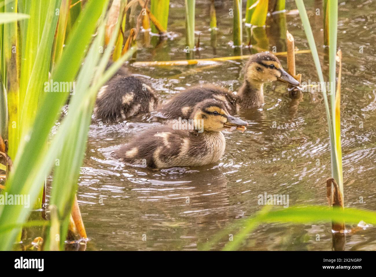 Mallard 2024 hi-res stock photography and images - Alamy