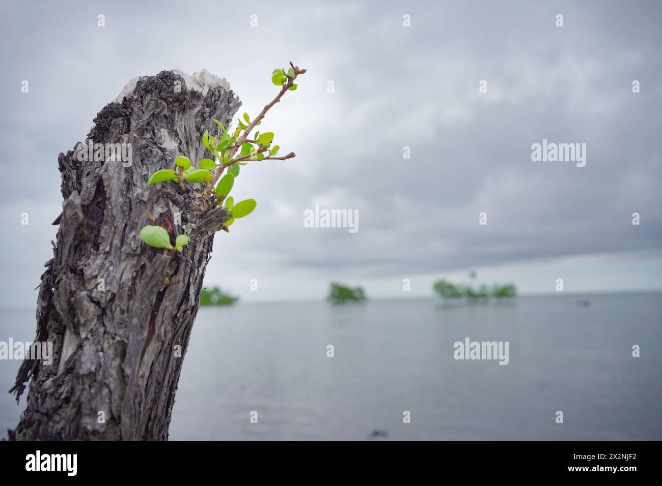 Close up of mangrove trunk with new leaves Stock Photo - Alamy
