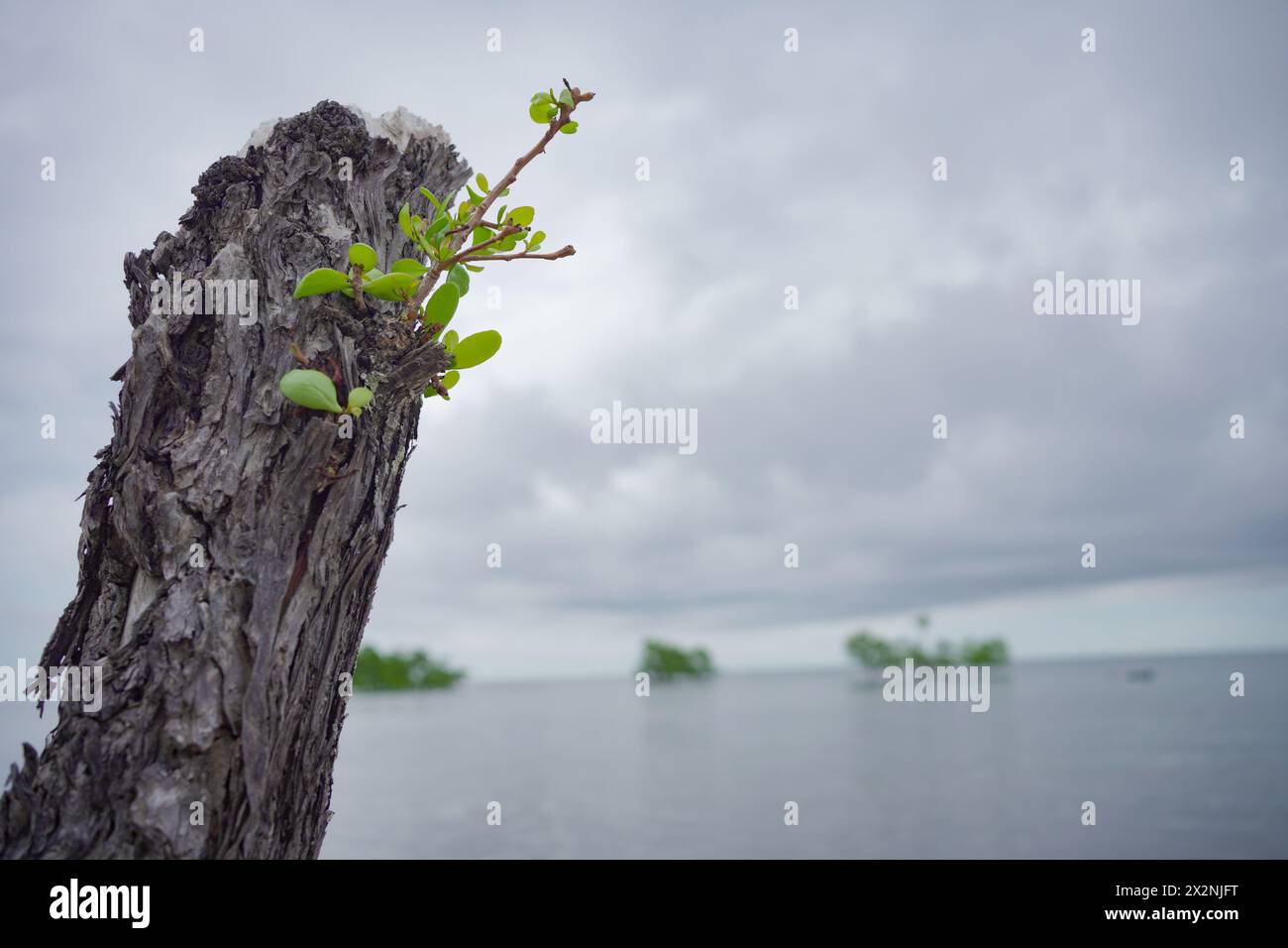 New mangrove forest hi-res stock photography and images - Alamy