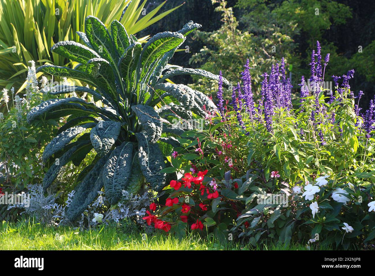 Mixed garden bed with flowers, vegetables (Lacinato kale) and herbs ...